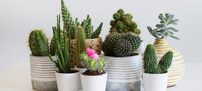 How to Transition Houseplants to Cooler Weather | DoItYourself.com