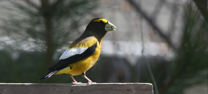 3 Types of Quiet Pet Birds | DoItYourself.com