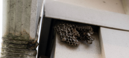 How to Eliminate Bees Living in Exterior Siding | DoItYourself.com