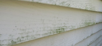 How to Remove and Prevent Mold and Mildew on Wood | DoItYourself.com