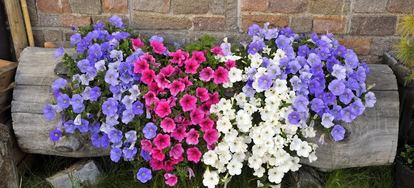 Turn a Log Into a Rustic Planter | DoItYourself.com