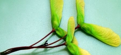 How to Grow a Maple Tree from Seeds | DoItYourself.com