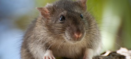 4 Ways to Properly Dispose of Rat Poison | DoItYourself.com