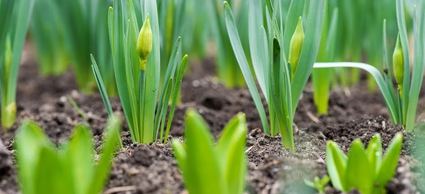 Planting Spring Bulbs | DoItYourself.com