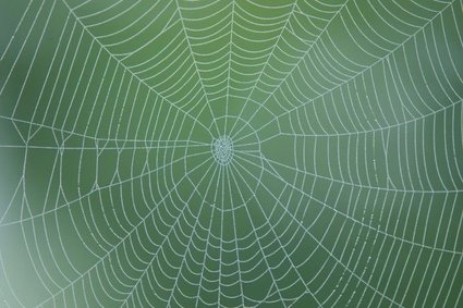 Identifying Spiders by Their Webs | DoItYourself.com