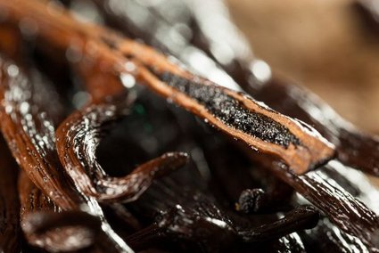 How to Plant and Grow Vanilla Beans | DoItYourself.com