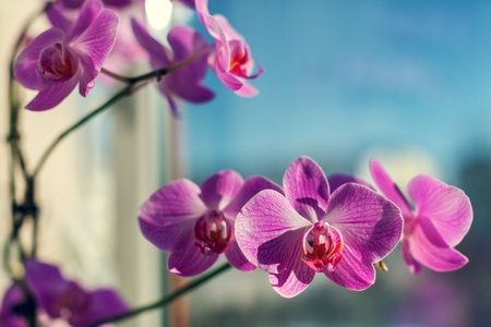 Preserve an Orchid Flower by Drying It | DoItYourself.com