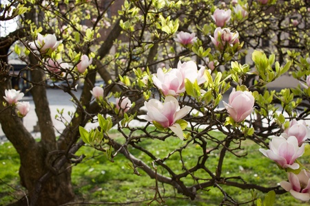 Transplanting a Magnolia Tree | DoItYourself.com