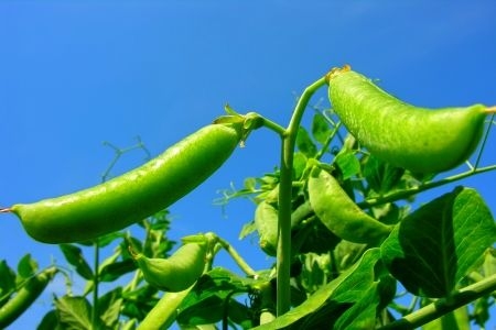 Caring for Your Pea Plants | DoItYourself.com
