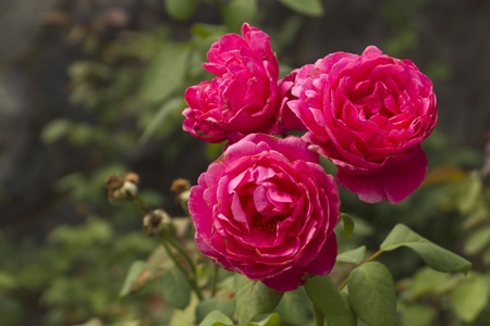 Some of the Most Common Rose Problems and How to Fix Them ...