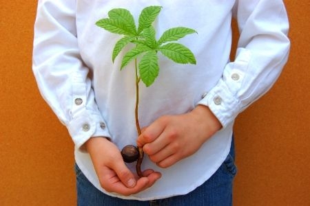Growing a Chestnut Tree from Seed | DoItYourself.com