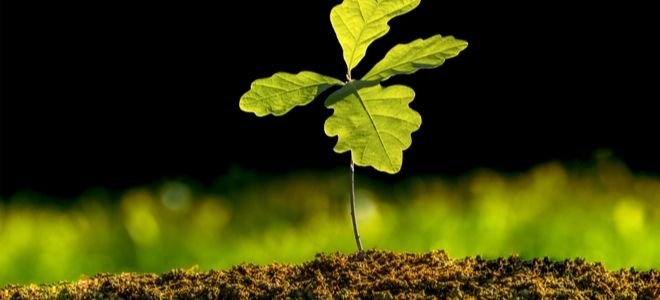How to Grow Trees From Seed | DoItYourself.com