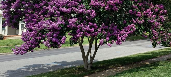 7 Trees with Non-invasive Roots | DoItYourself.com