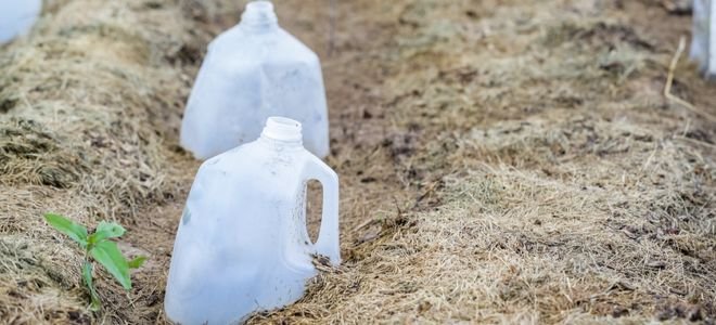 Start Your Garden Indoors With Milk Jug Greenhouses | DoItYourself.com