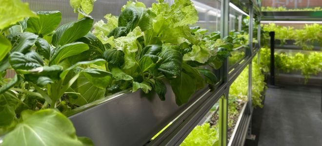 Starting a Basement Garden | DoItYourself.com