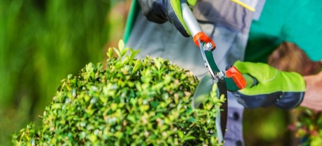 How to Trim a Bush in Fun Shapes | DoItYourself.com