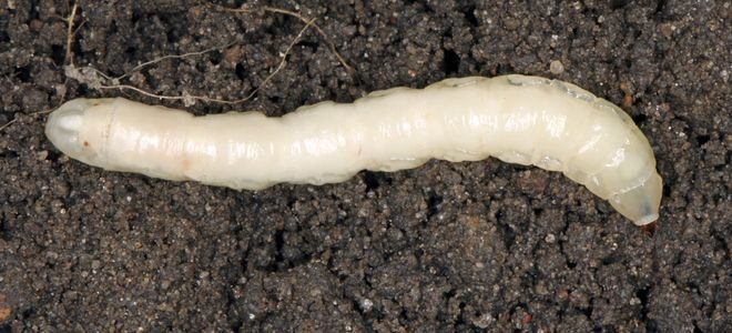 Crane Flies/Tipple Bugs: Beneficial or Pest? | DoItYourself.com