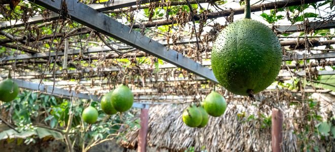 How to Grow Gac - The Secret Super Food | DoItYourself.com