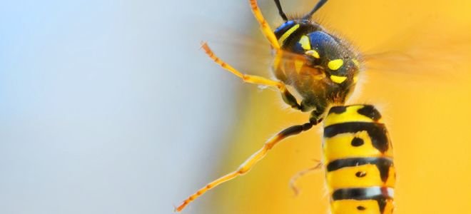 How to Kill Yellow Jackets and Prevent Infestation | DoItYourself.com