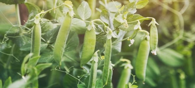 The Best Bang for Your Buck Vegetables to Grow | DoItYourself.com