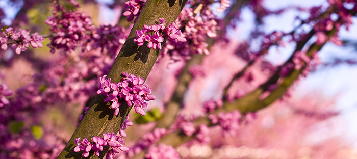 How to Prune a Young Eastern Redbud | DoItYourself.com