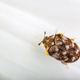 How to Kill Carpet Beetles the Natural and Safe Way | DoItYourself.com