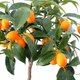 How to Grow an Indoor Citrus Tree | DoItYourself.com