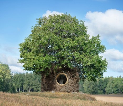 Living Tree Converted into a Nest-Like Concert Space in Rural Sweden ...