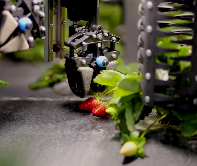 Robotic Strawberry Picker Plucks More Berries Than 6 Human Workers ...