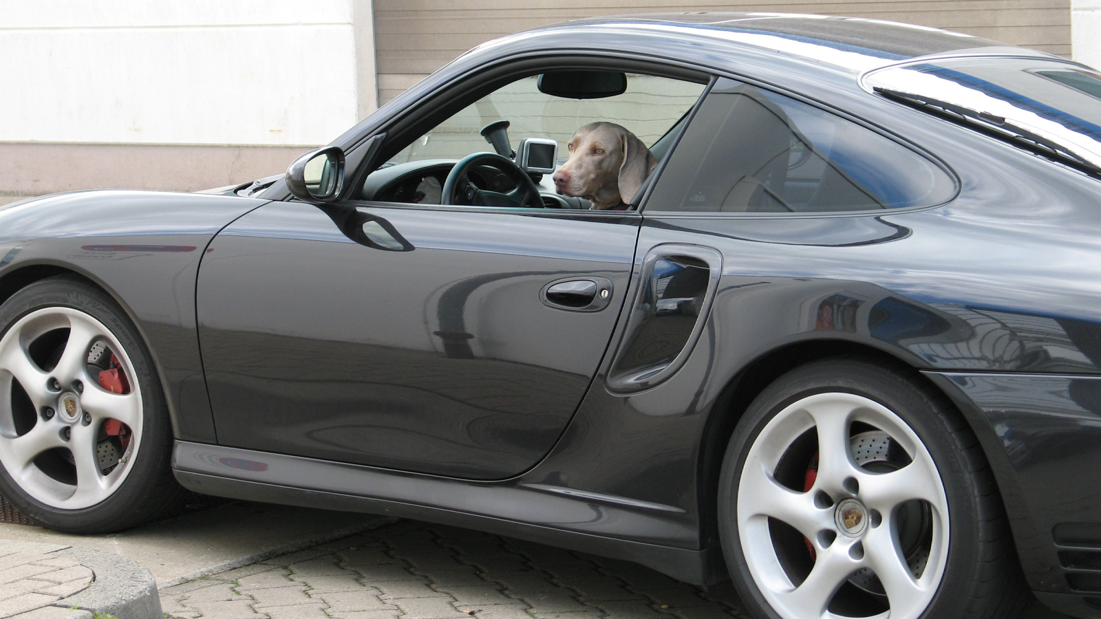 8 Photos of Porsches With Dogs to Make You Smile | Rennlist