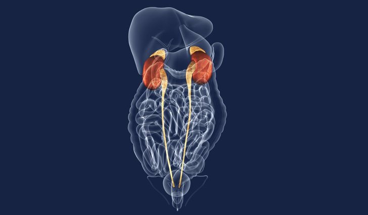 What is the Urinary System?