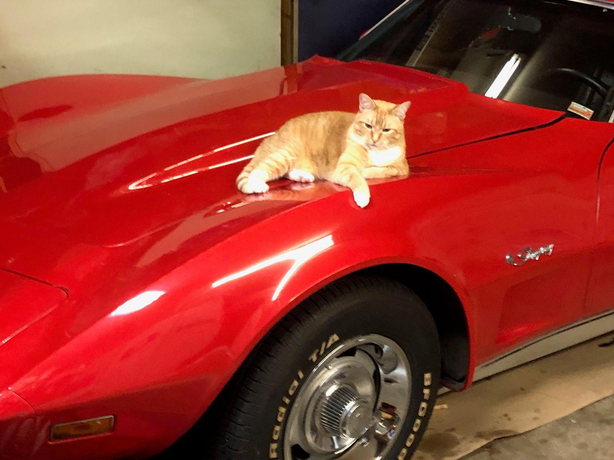 Best way to keep mice away during winter storage - Page 2 ...