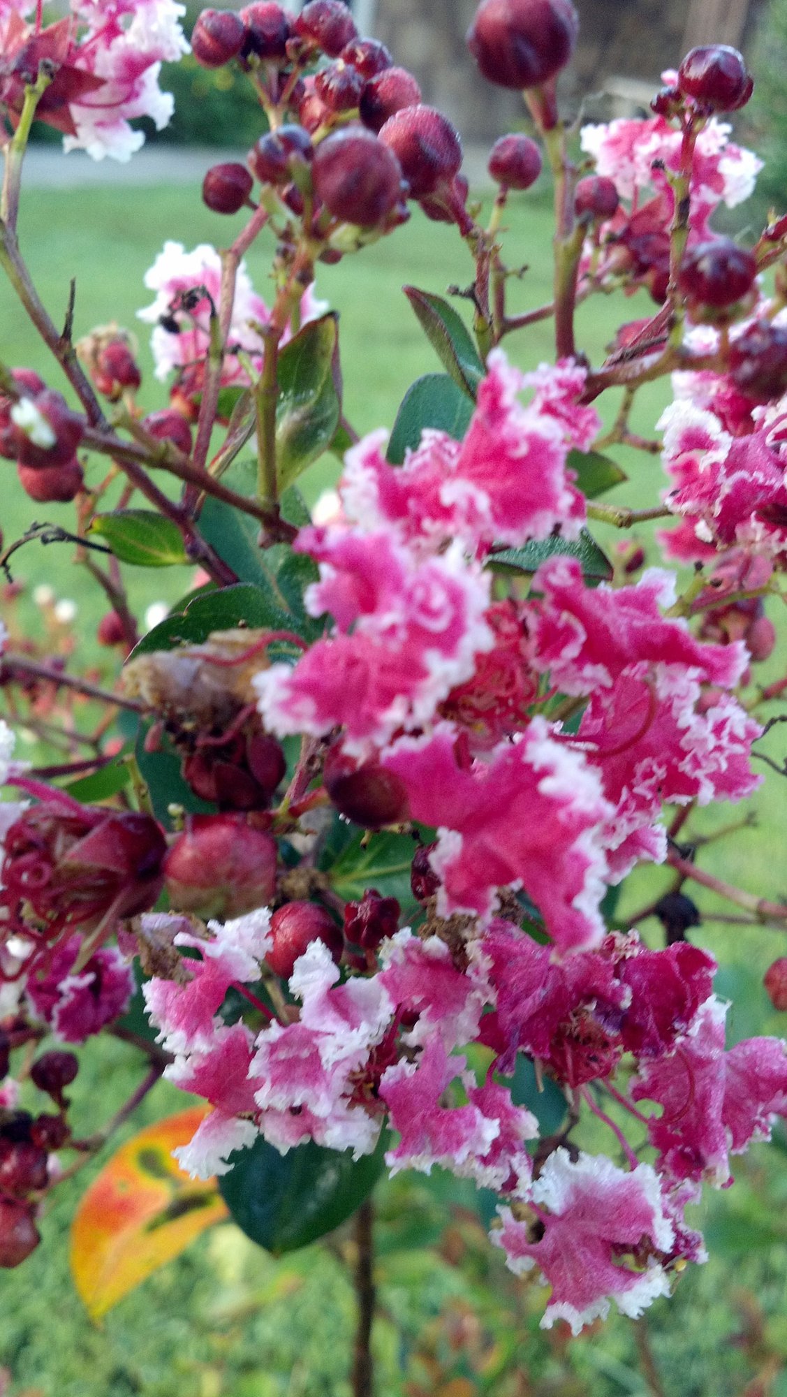Crepe Myrtle photo by Psatrichia on Garden Showcase