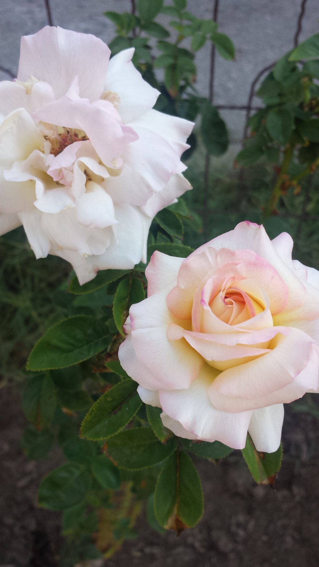 Manda's Rose Garden photo by mandaxo on Garden Showcase