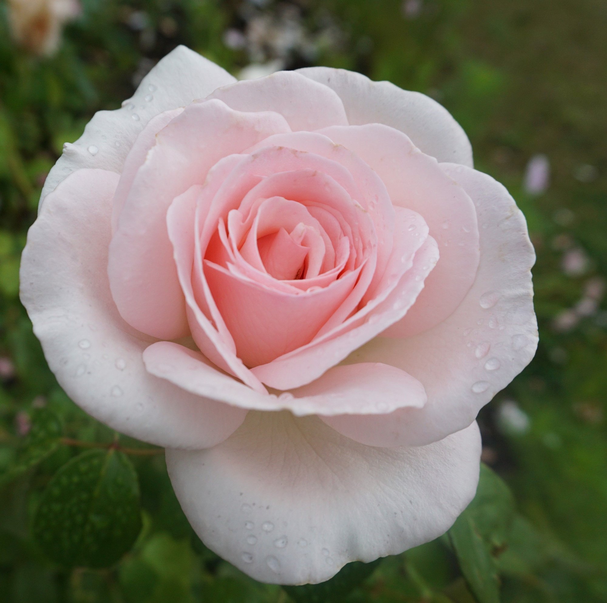 This is a Francis Meilland ros photo by 799049 on Garden Showcase