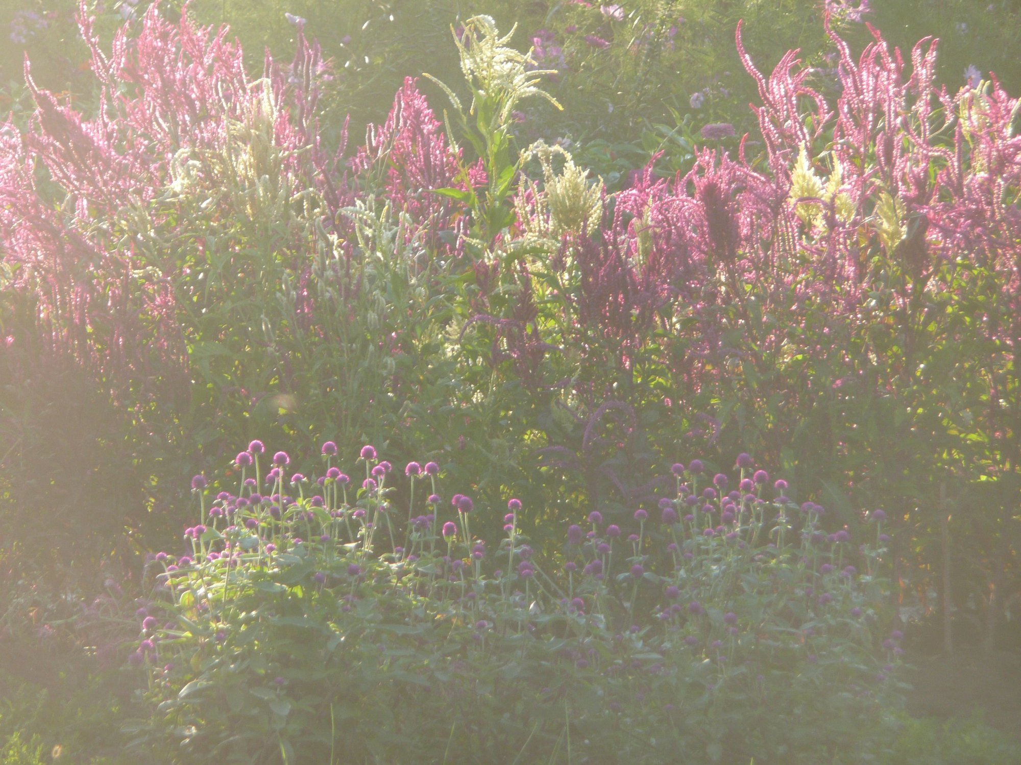 In a haze. photo by BRENDAK654 on Garden Showcase