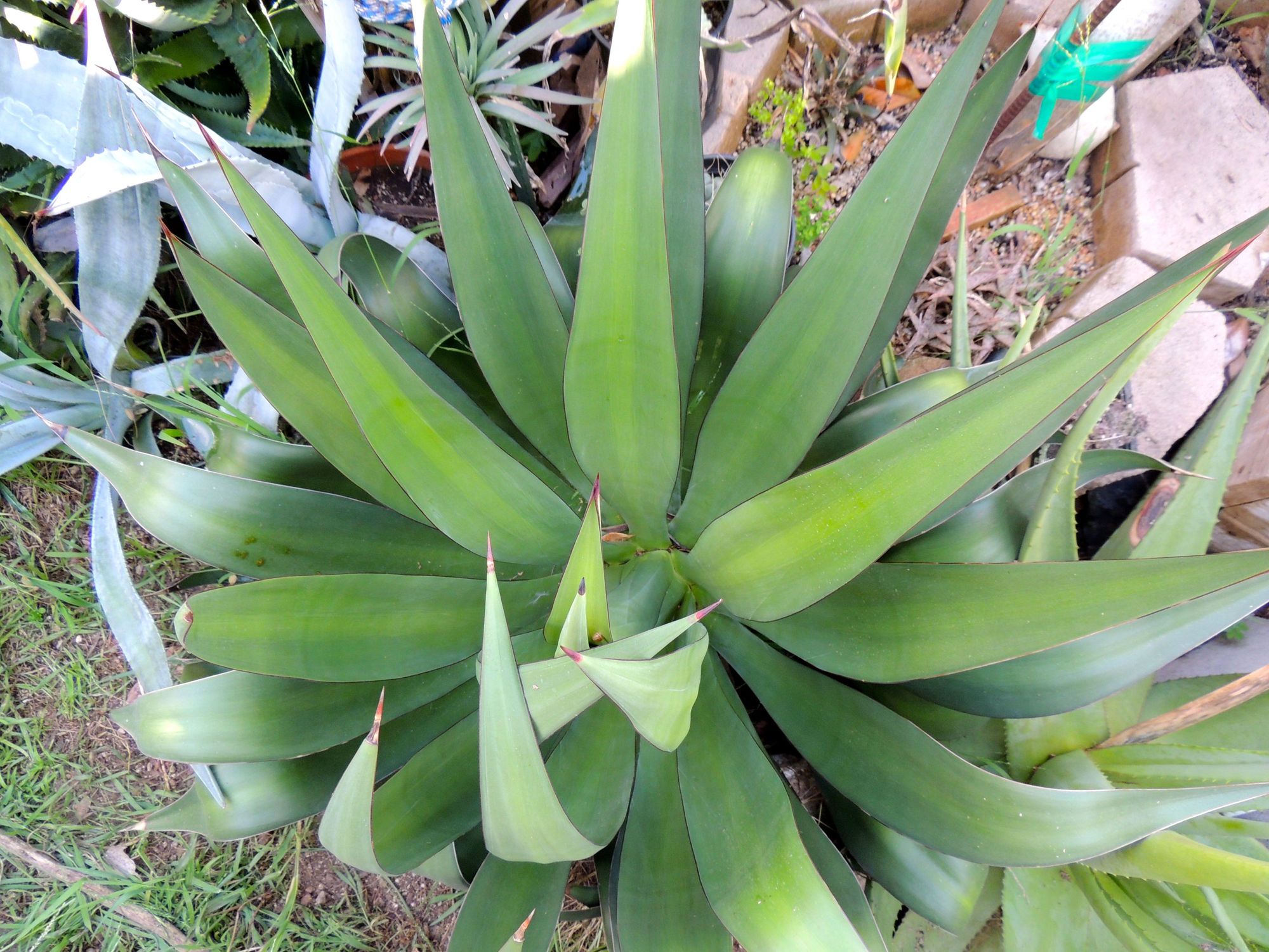 Agave pendula photo by palmbob on Garden Showcase