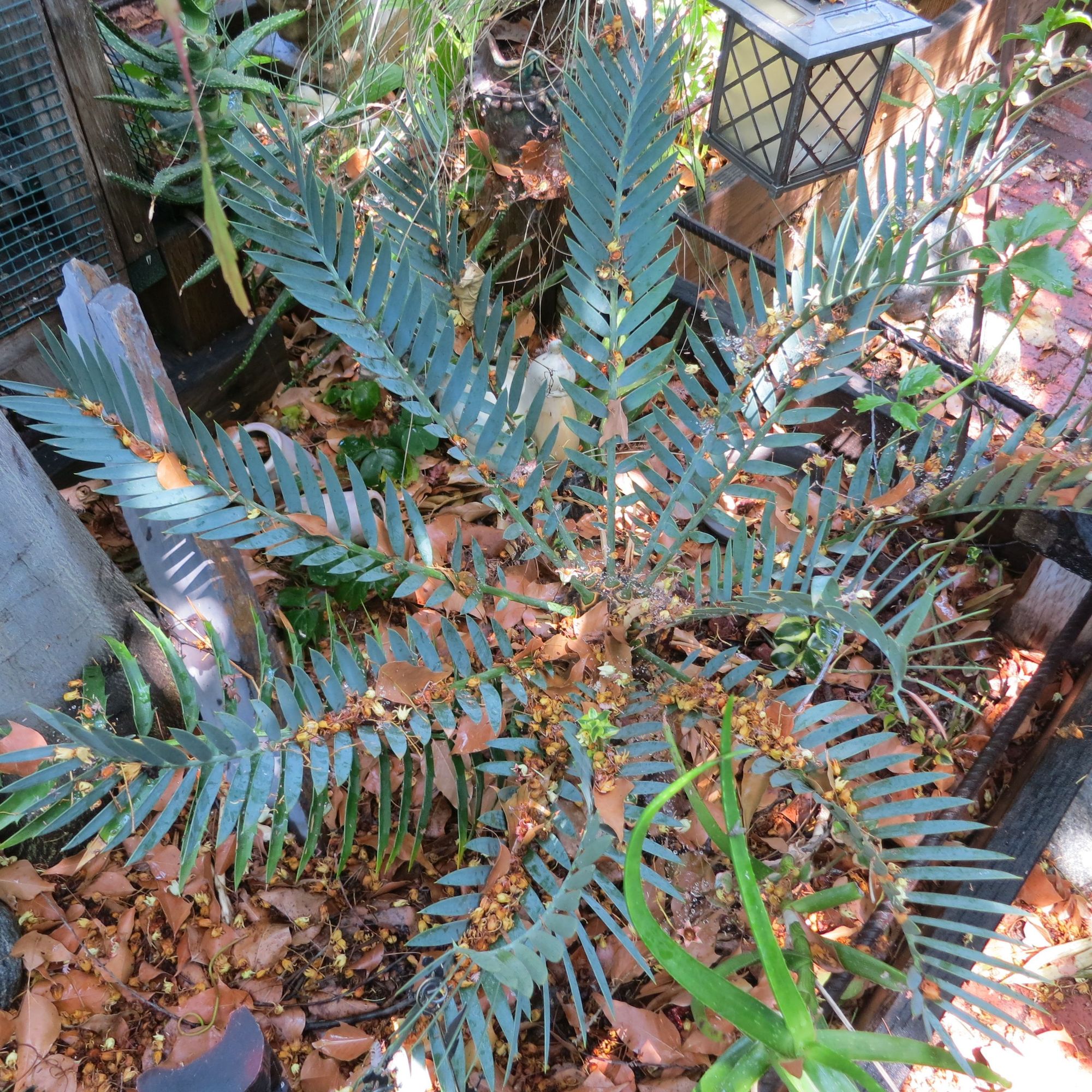 Encephalartos princeps photo by palmbob on Garden Showcase
