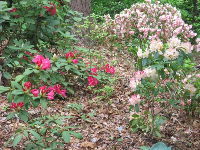 Rhododendrons and azalea bloom photo by walkerh282 on Garden Showcase