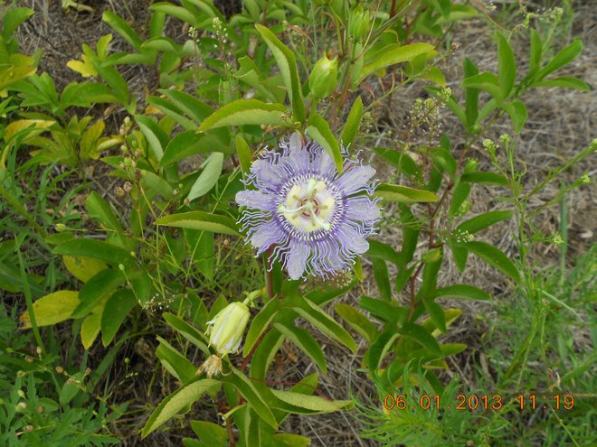 Maypop photo by ocklawaha01 on Garden Showcase