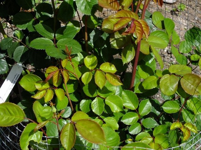 Nancy Steen, pink floribunda r photo by RosinaBloom on Garden Showcase