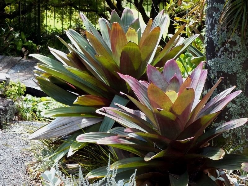 Giant Bromeliad (Alcantarea im... photo by RosinaBloom on Garden Showcase