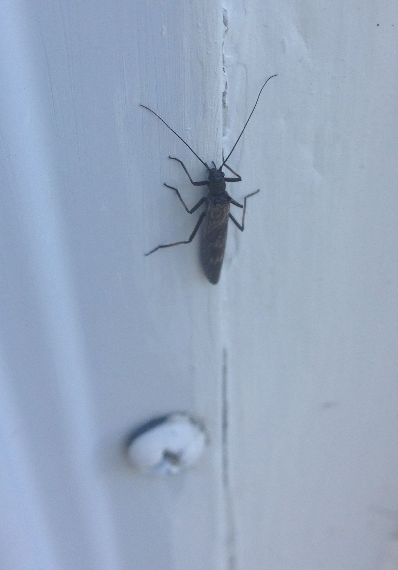 What's this winged bug? - DoItYourself.com Community Forums