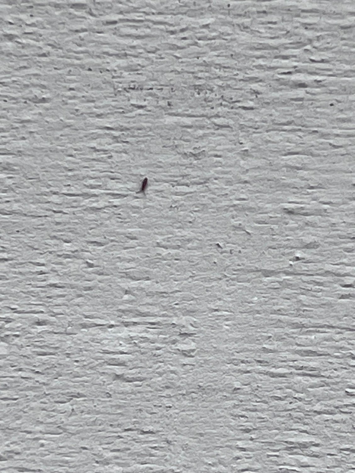 Springtails? - DoItYourself.com Community Forums