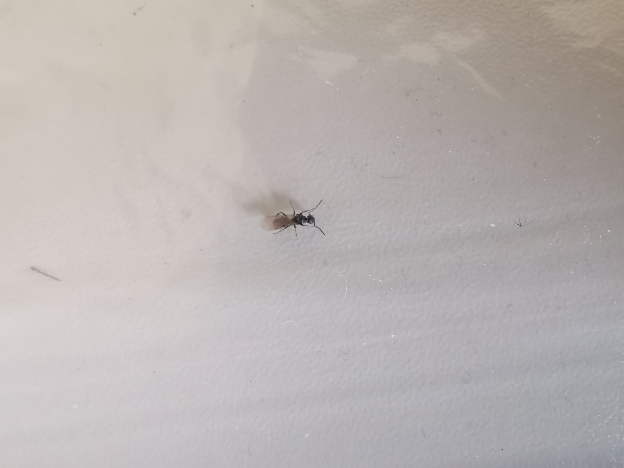 Help identify small black insect with wings - DoItYourself.com ...