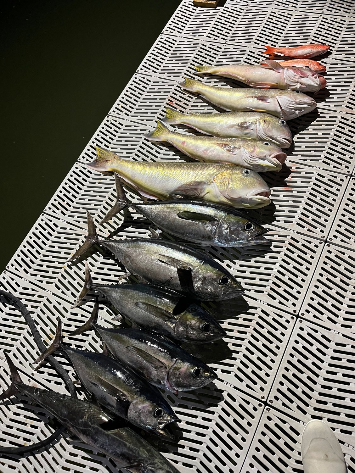 Ft Pierce Inlet and Vero Beach- reports/ fishing advice, etc - Page 191 ...